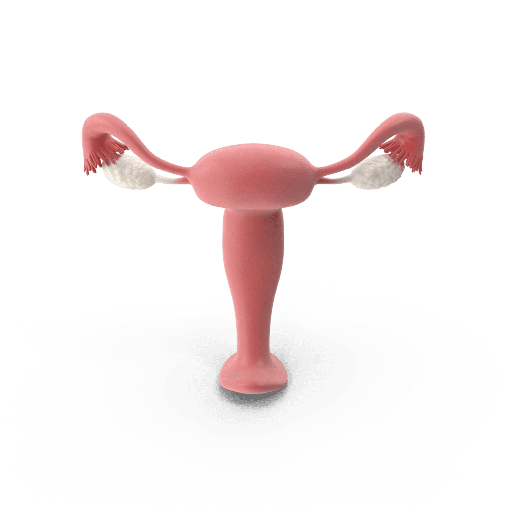 Female Reproductive System G01 2k female-reproductive-system-g01-2k